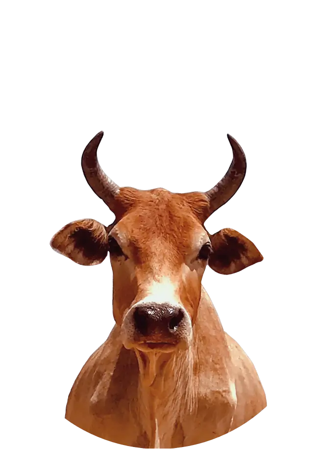 Gavyam | Digitizing Cattle Breeding & Management